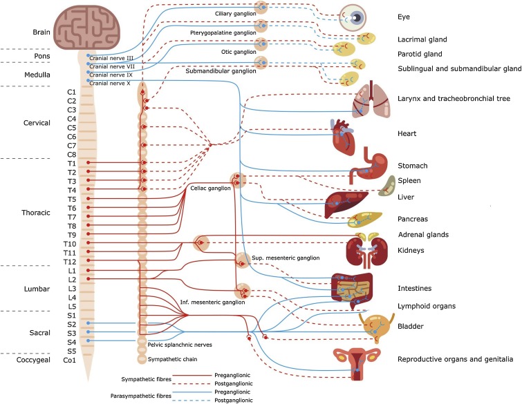 Science - BREATHE FLOW - Intelligent health advice and breathing ...